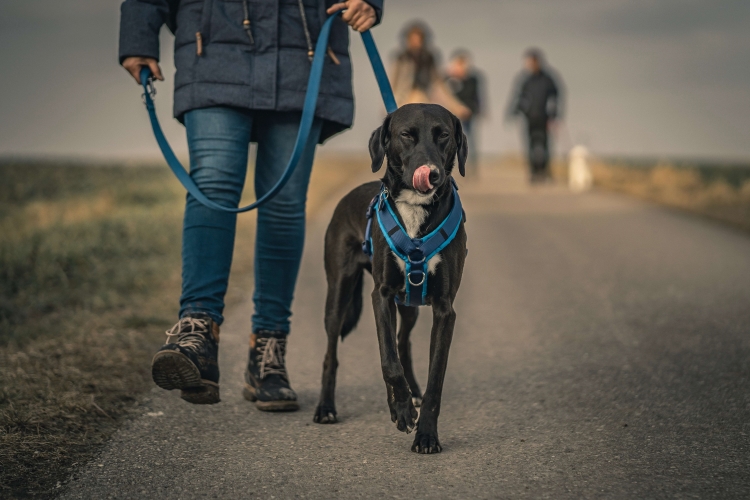 Midlands Dog Walking